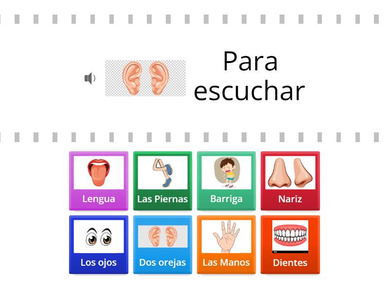 Partes del cuerpo y sentidos - Find the match