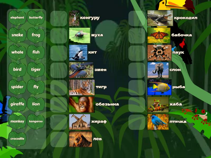 GG (Animals) - Match up