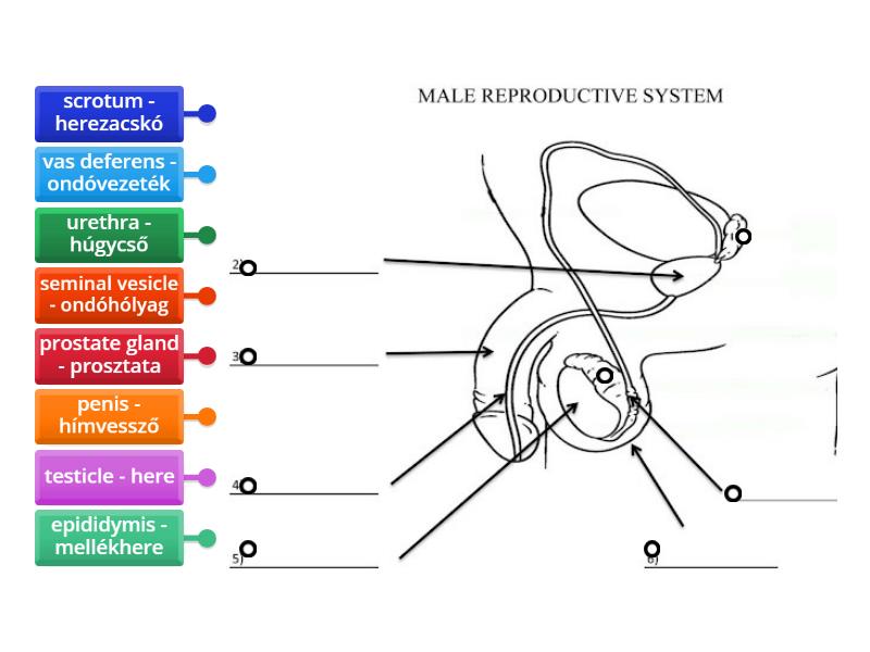 The male reproductive organs - Labelled diagram