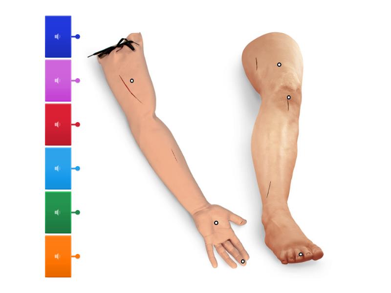 limbs - Labelled diagram