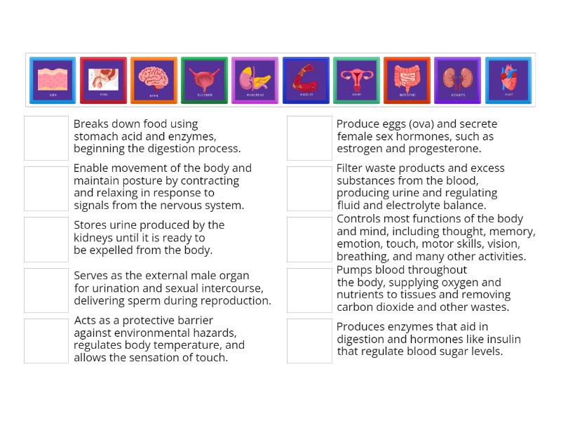 Anatomy Memory Game - Match up