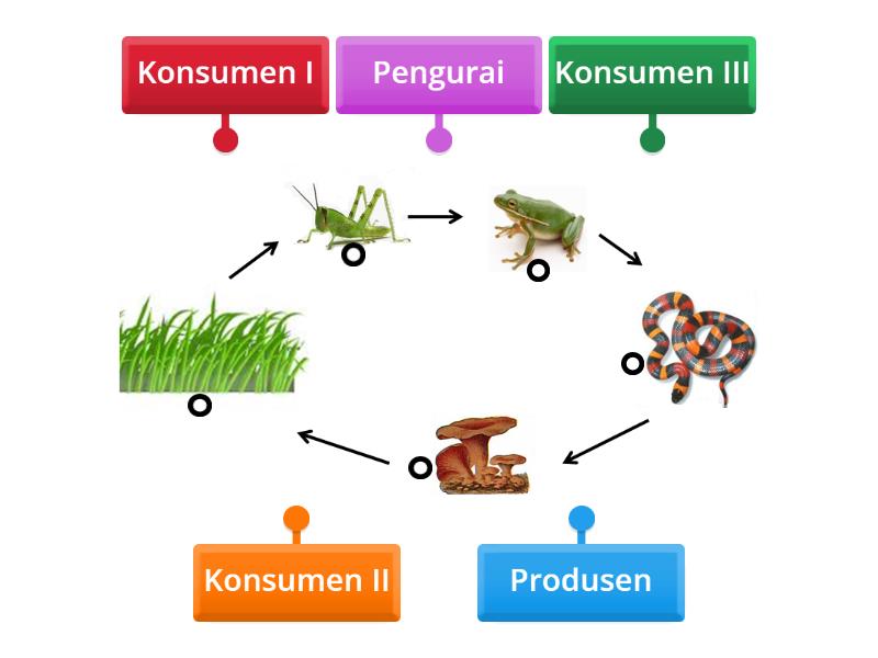RANTAI MAKANAN - Labelled diagram