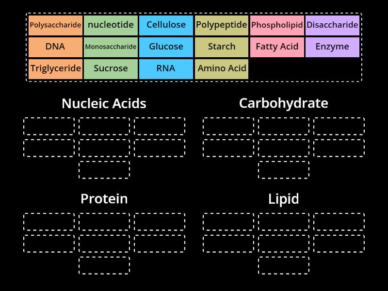 Macromolecule: Monomers & Polymers - Group sort