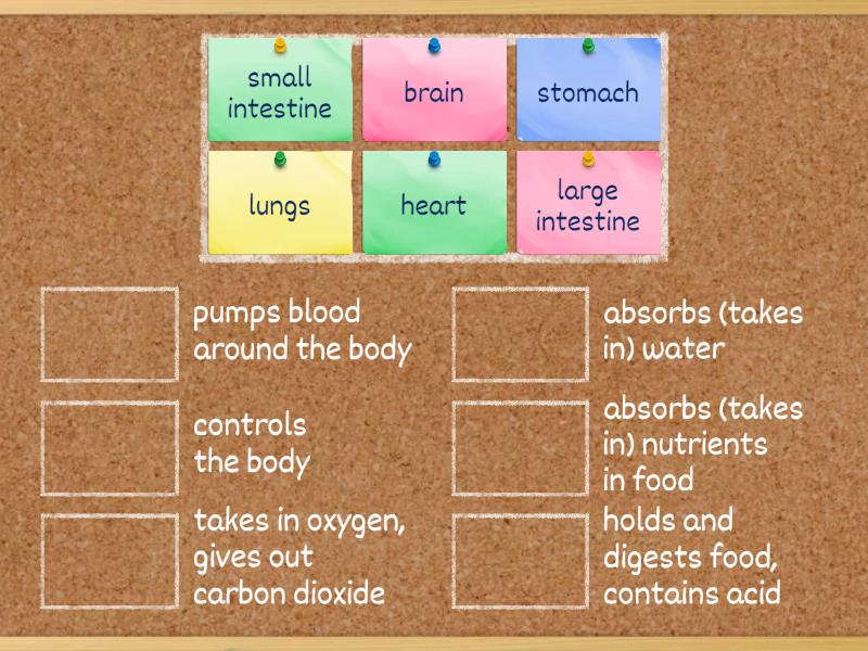Internal organs and functions - Match up