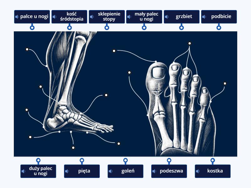 NOGA (budowa) - Labelled diagram