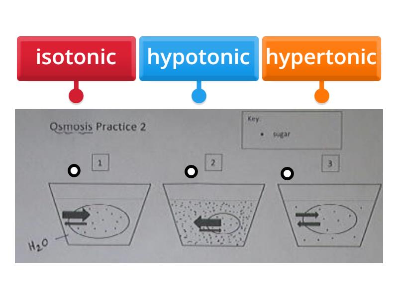 OSMOSIS LABELING PRACTICE - Labelled diagram