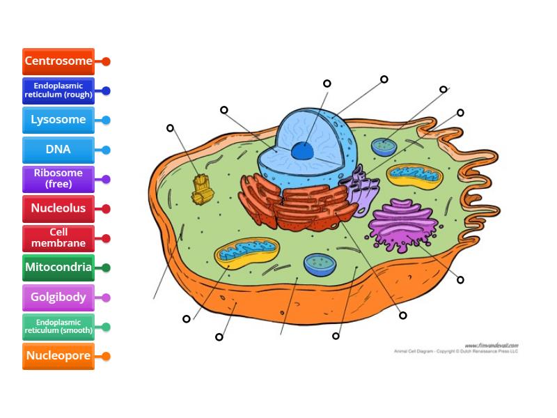 Animal cell structure#1 - Labelled diagram