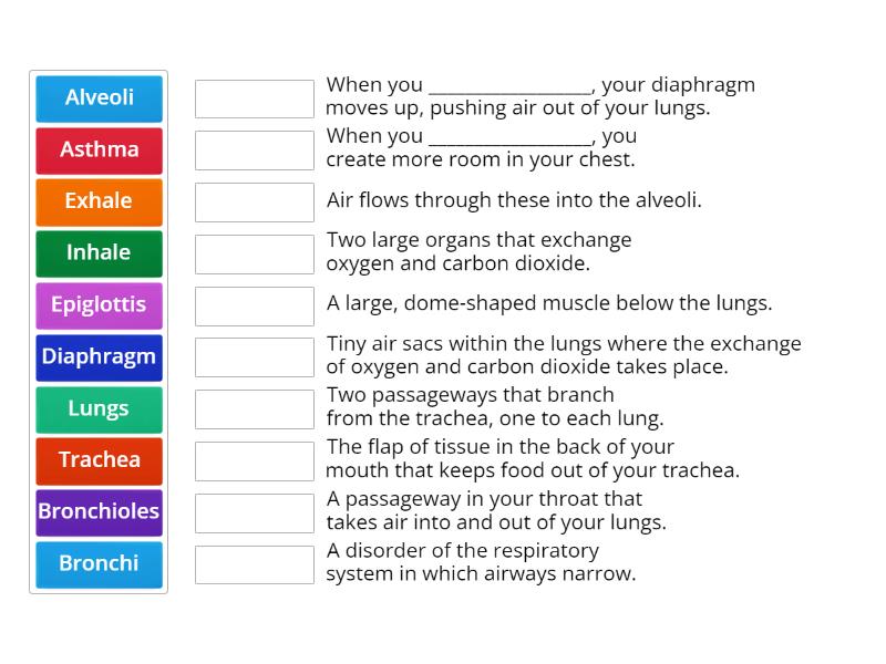 Respiratory System Matching - Match up