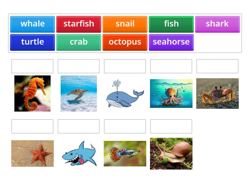 Finny the Shark (characters) - Match up