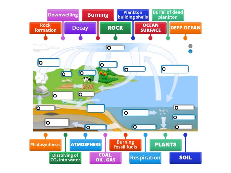 Carbon Cycle - Labelled diagram