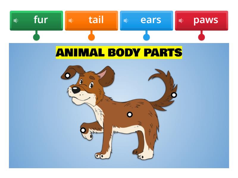 Animal Body Parts 2 - Labelled diagram