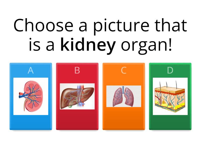 Excretory System - Quiz