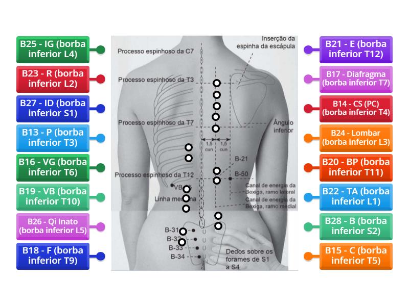 Localizando os Pontos Shu Dorsais - Labelled diagram