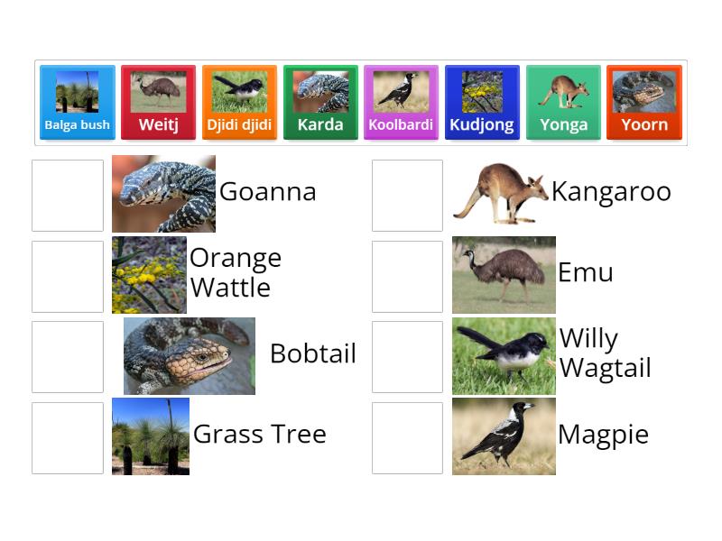 Noongar Words - Match up