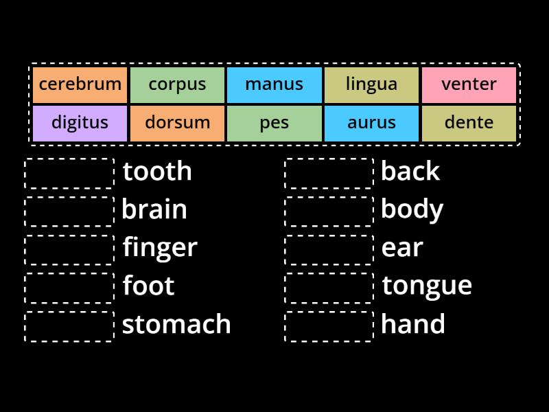 Latin anatomy 1 - Match up