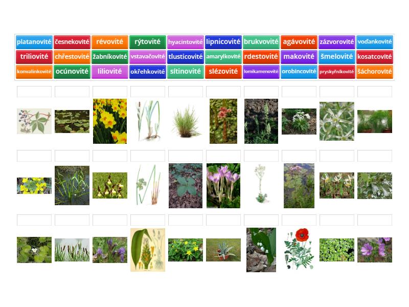 Botanika 2 - Match up