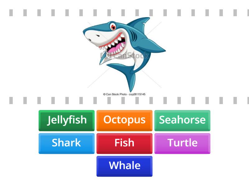 Sea Animals Matching - Find the match