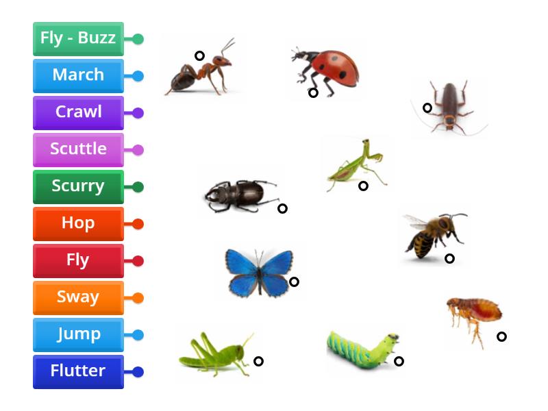 Insects and their actions - Labelled diagram