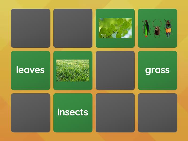 Beehive 2 Unit 3 - Matching pairs