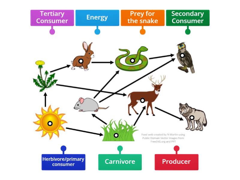 Label the Food Web - Labelled diagram