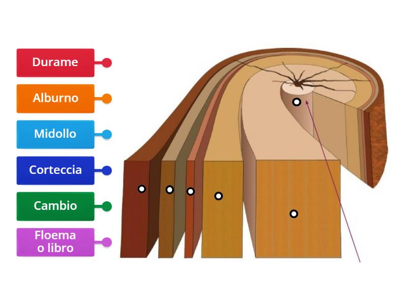 STRUTTURA DEL TRONCO - Labelled diagram