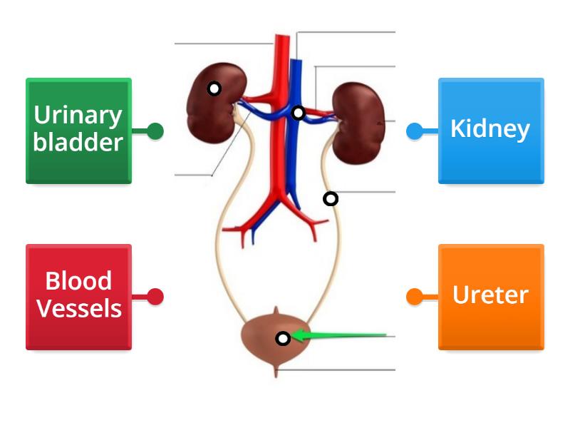 Label Excretory System - Labelled diagram