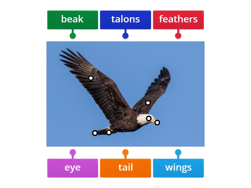 Bald Eagle - Labelled diagram