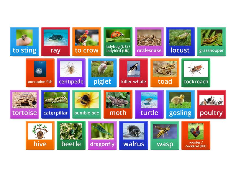 INSECTS - REPTILES - FARM - FISH adv - Flip tiles