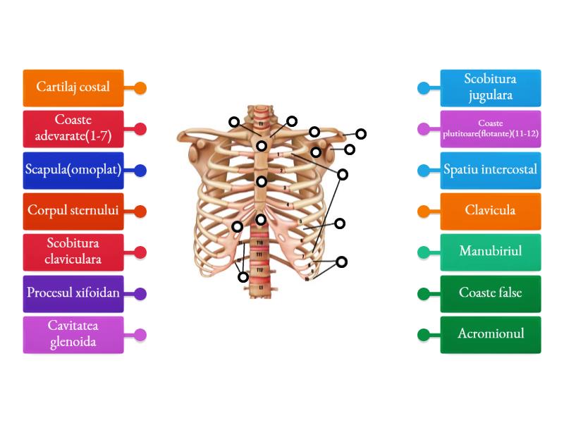 Cutia toracica - Labelled diagram