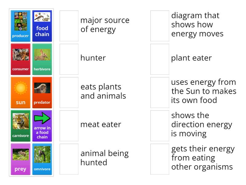 Food Chain - Match up