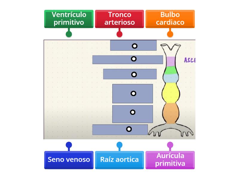 Tubo cardiaco - Diagrama con etiquetas