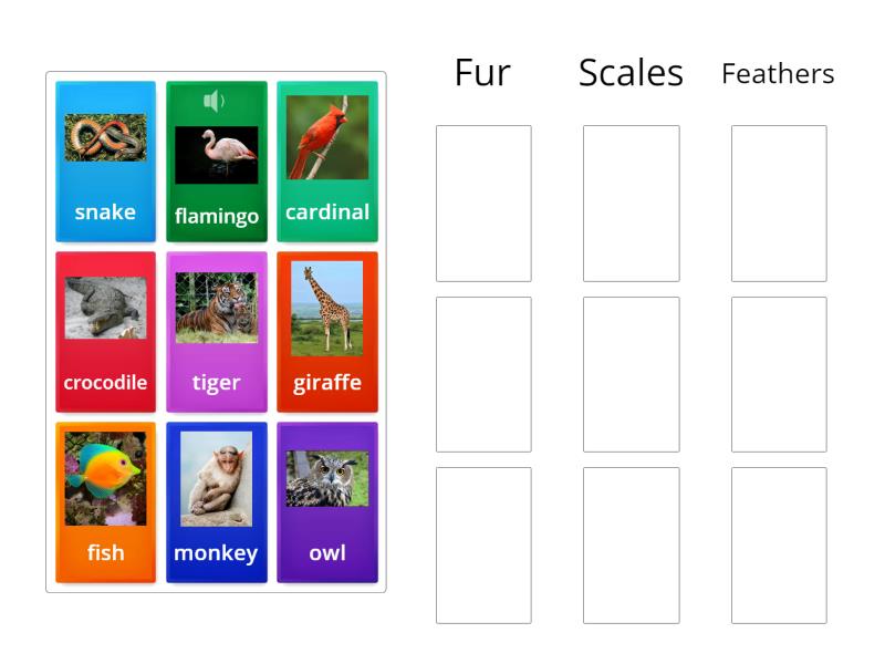 Animal features - Group sort