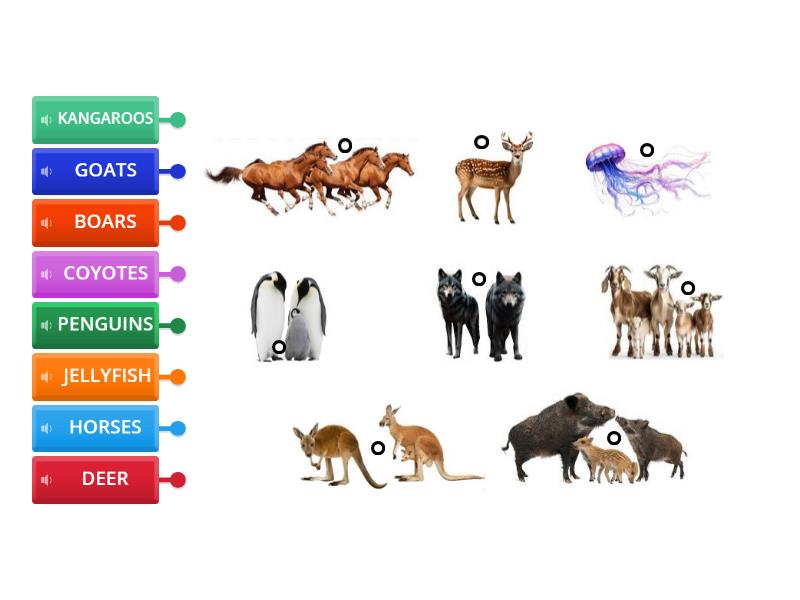 Metro 1 meio L10 Wild animals in urban areas - Labelled diagram