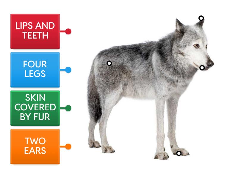 MAMMAL BODY PARTS - Labelled diagram