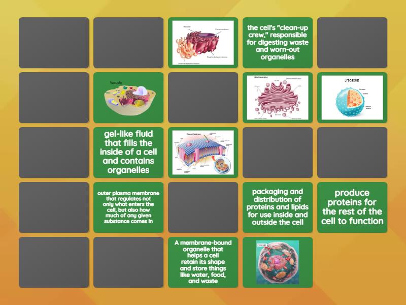 Animal Cell Organelles Functions - Matching pairs