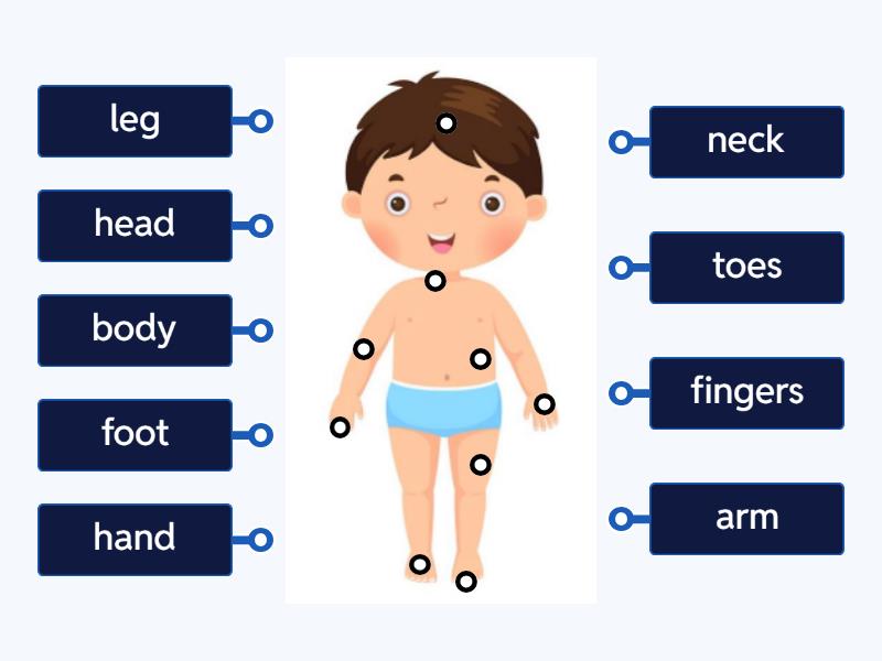 Go Getter 1 Unit 4.2 Body parts - Labelled diagram