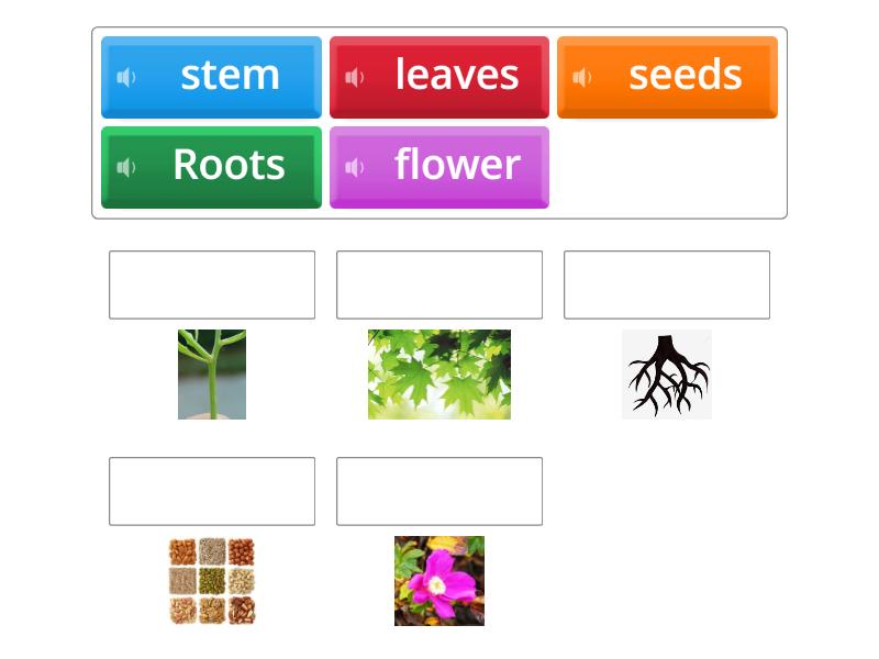 Parts of a plant - Match up