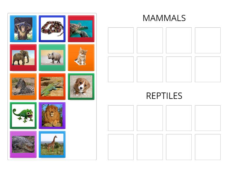 MAMMALS OR REPTILES? - Group sort