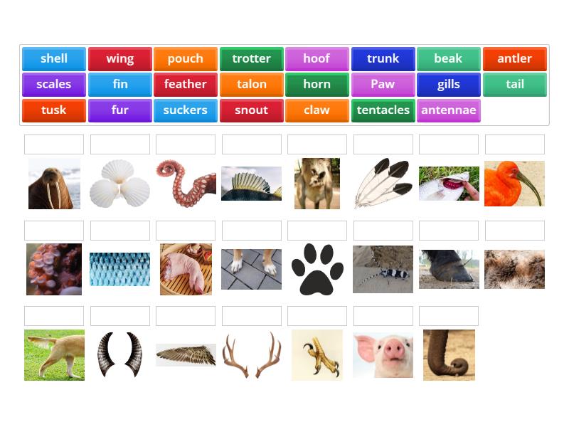 Animal body parts - Match up