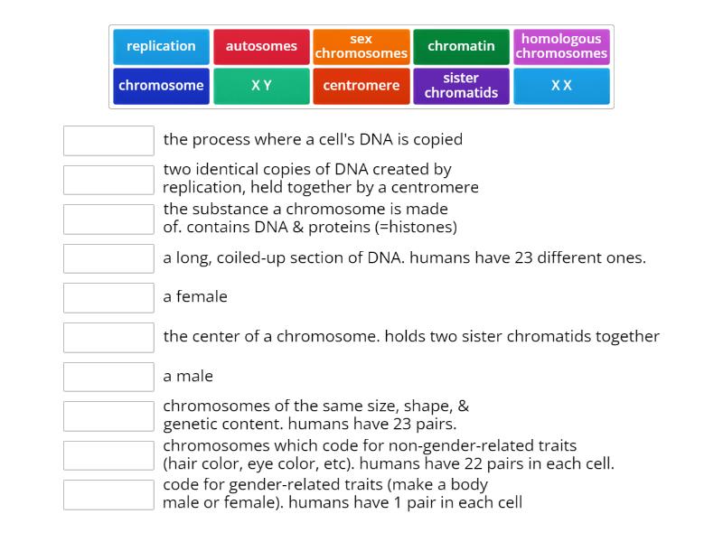 chromosome vocabulary - Match up