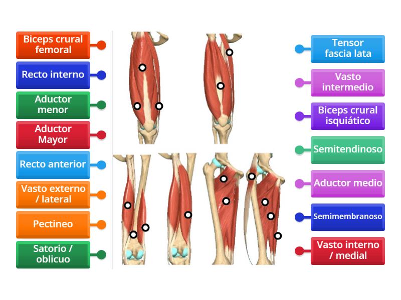 MUSCULOS MUSLO - Labelled diagram