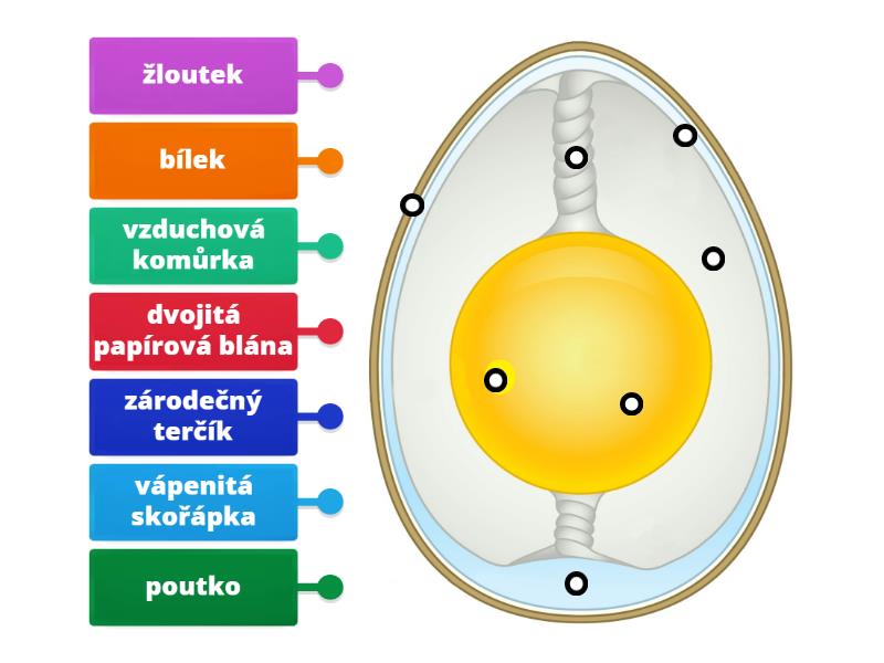 Př-7 PTÁCI (stavba vejce) - Označený diagram