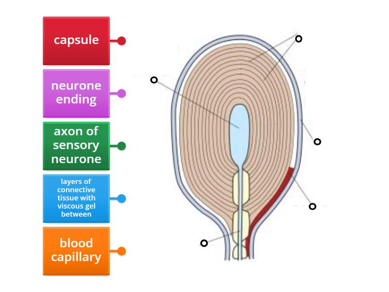 Pacinian corpuscle - Labelled diagram
