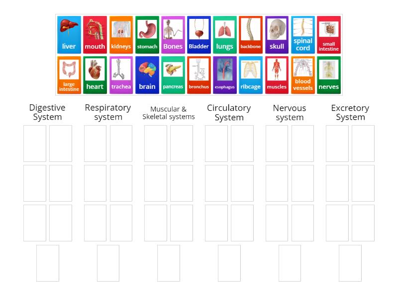 Systems & Organs - Group sort
