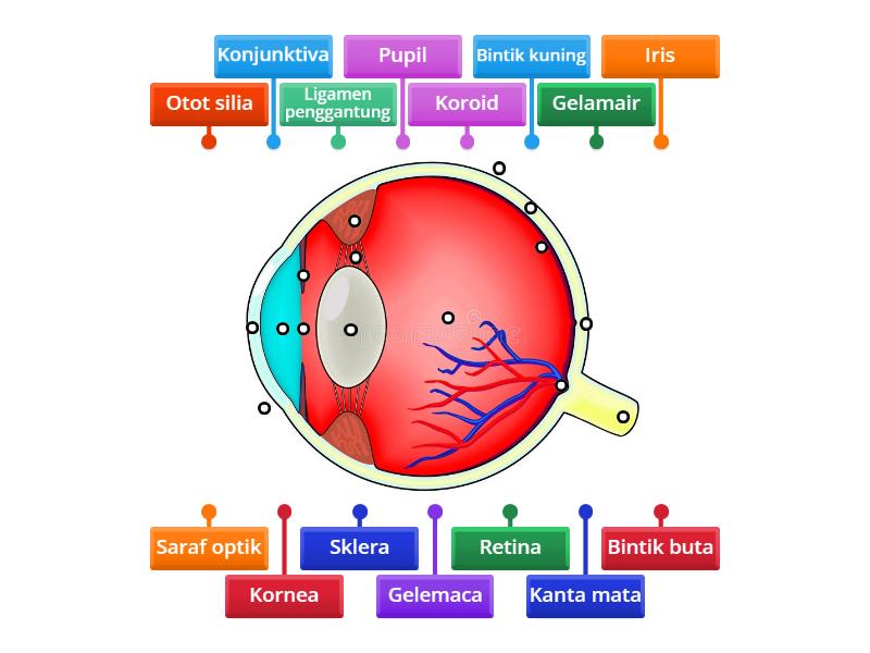 Bahagian Mata Manusia - Labelled diagram