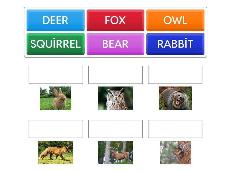 Forest Animals - Match up