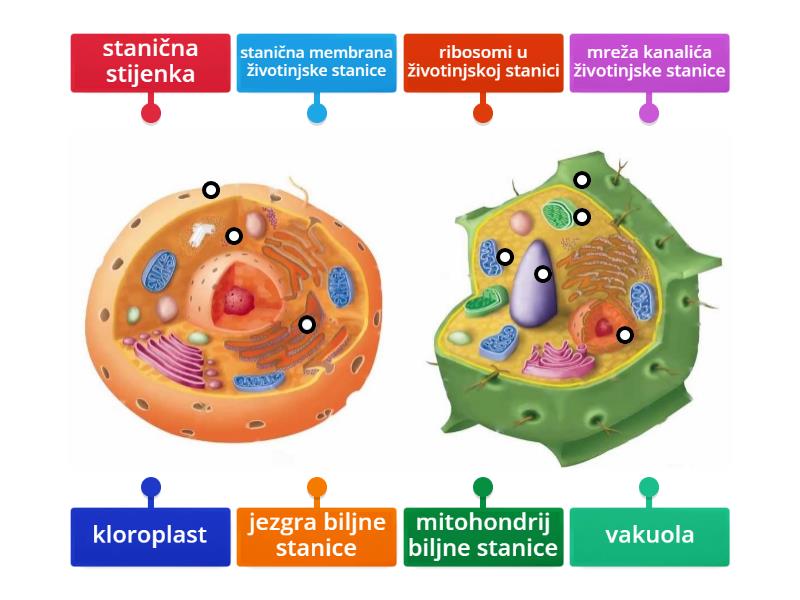 BILJNA I ŽIVOTINJSKA STANICA - Labelled diagram