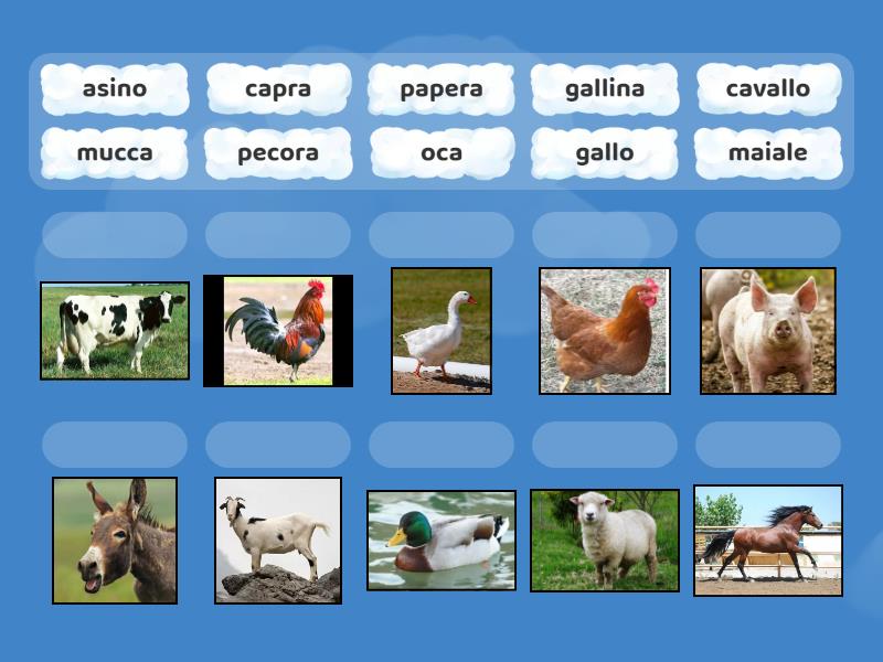 Animali-fattoria - Abbinamenti