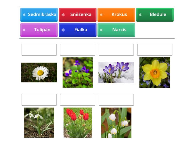Jarní rostliny - Une las parejas