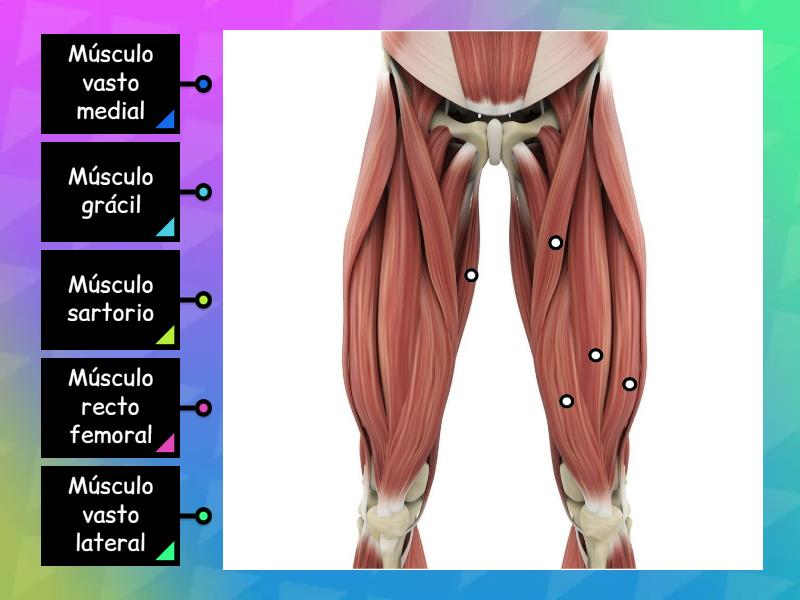 Vista anterior de la rodilla (músculos) - Diagrama con etiquetas
